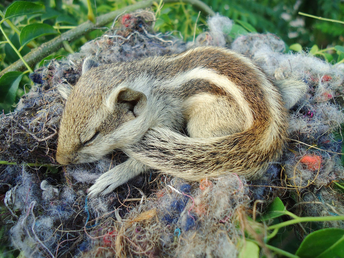 The Mystery Behind How Long Animals Sleep | Mattress Dealzz